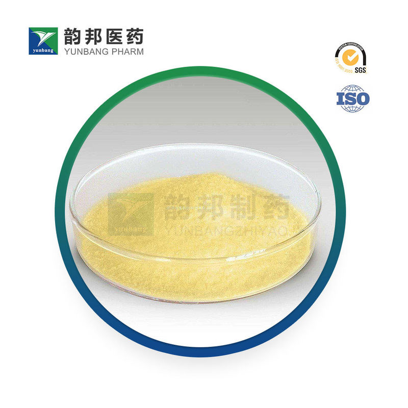 Amphotericin B Powder Cell Culture CAS 1397-89-3 Antibiotic