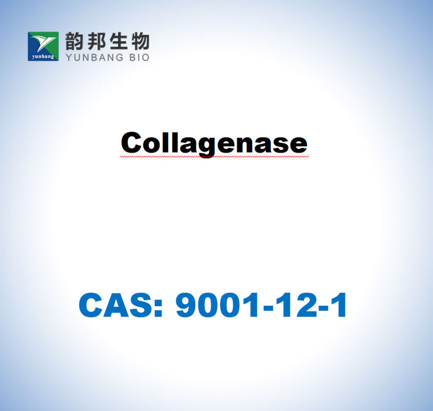 CAS 9001-12-1 Collagenase TYPE I from Clostridium histolyticum
